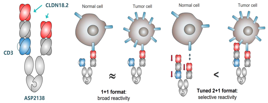 AACR 2023：掌握双抗黄金矿脉，挖呀挖呀挖 - 知乎