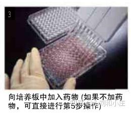 零基础SCI绘图（15）如何零基础IC50出图实验篇 - 知乎