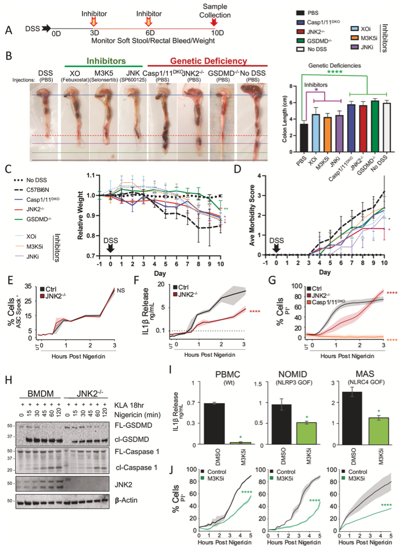 大CDD丨双相 JNK 信号揭示了不同的 MAP3K 复合物引发炎性体形成和细胞焦亡 - 知乎