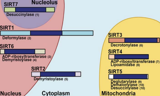SIRT和AMPK靶点通路知识讲解 - 知乎