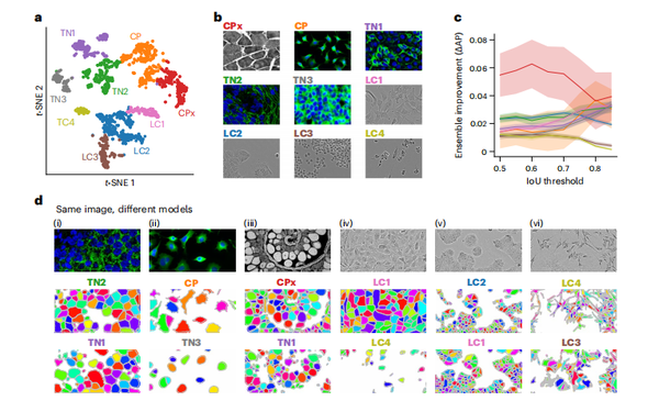 Nat Methods | 训练自己的细胞分析模型：Cellpose 2.0 - 知乎