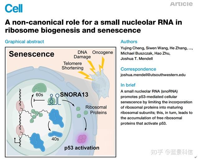 Polysome Profiling助力揭示小核仁RNA SNORA13调控细胞衰老的分子机制 - 知乎