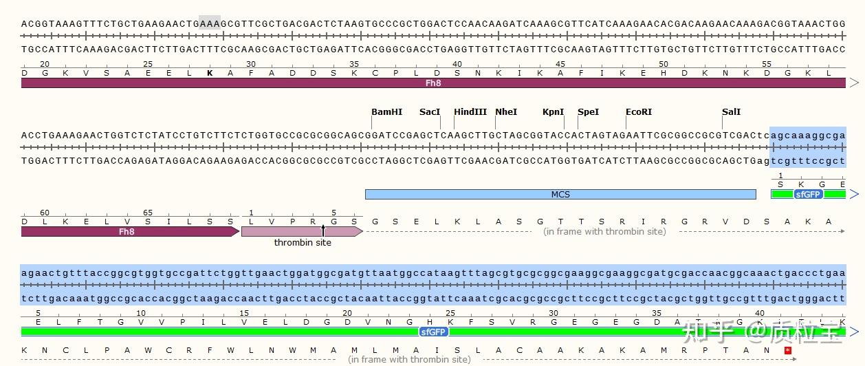Fh8 标签原核表达质粒 - 知乎