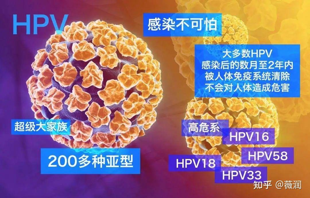 国际HPV知晓日 | 接种HPV疫苗并非一劳永逸，酸酐化牛β-乳球蛋白阻断高危型HPV持续感染，预防宫颈病变 - 知乎