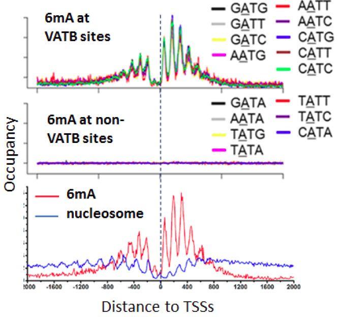 特别推荐丨单分子测序在真核生物DNA甲基化(6mA)检测中的机遇和挑战 - 知乎