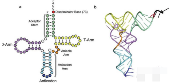 分子生物学整理|蛋白质笔记（五）三种RNA - 知乎