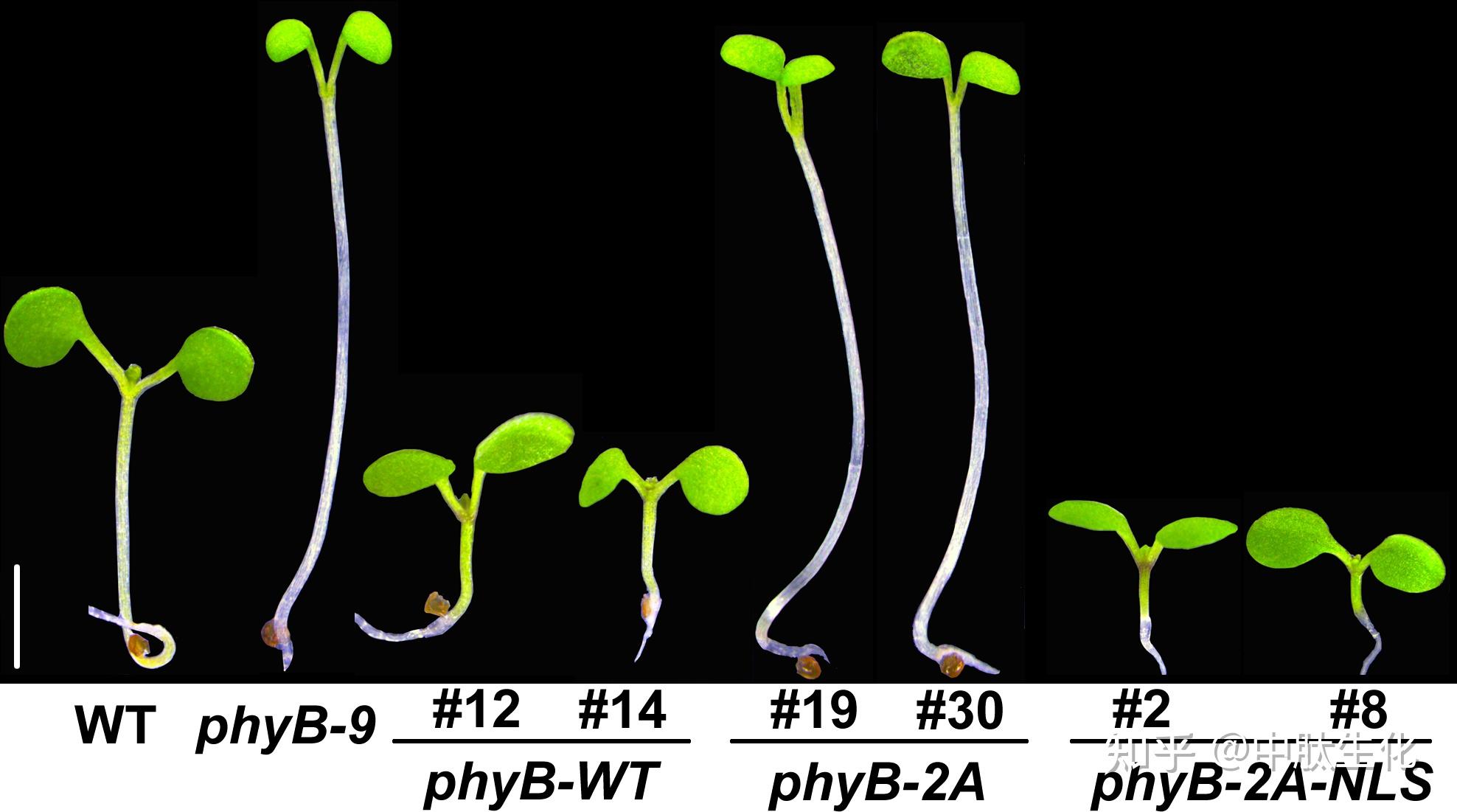 Cell：研究揭示植物光温受体phyB的入核调控机制 - 知乎