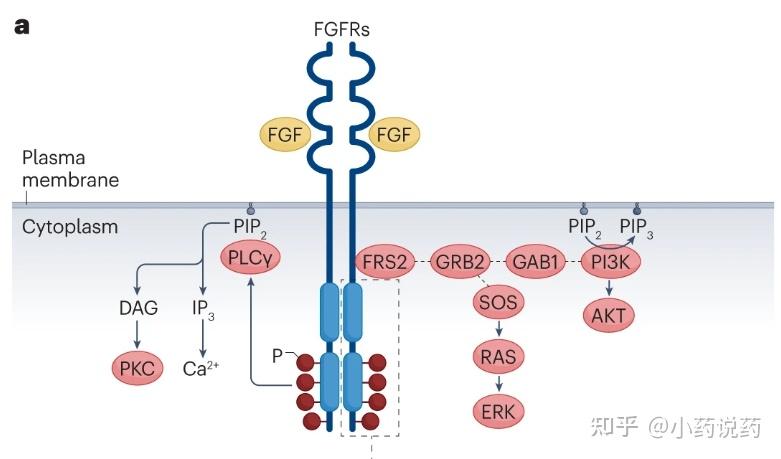 FGFR靶向治疗的临床进展 - 知乎