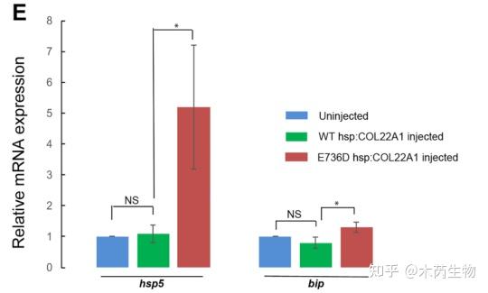 【文献解读】胶原COL22A1维持血管稳定性，COL22A1突变可能与颅内动脉瘤有关 - 知乎