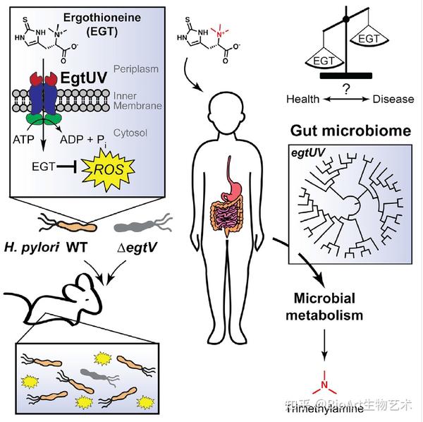 Cell |幽门螺旋杆菌在胃中定殖之谜 - 知乎
