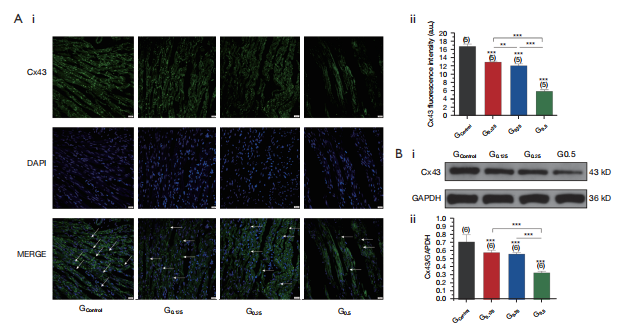 豚鼠心外膜标测不同剂量艾氯胺酮对心脏传导及Cx43异质性的影响 - 知乎