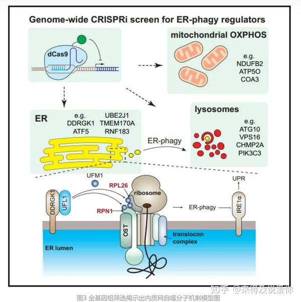 UFL1 相关文章 - 知乎