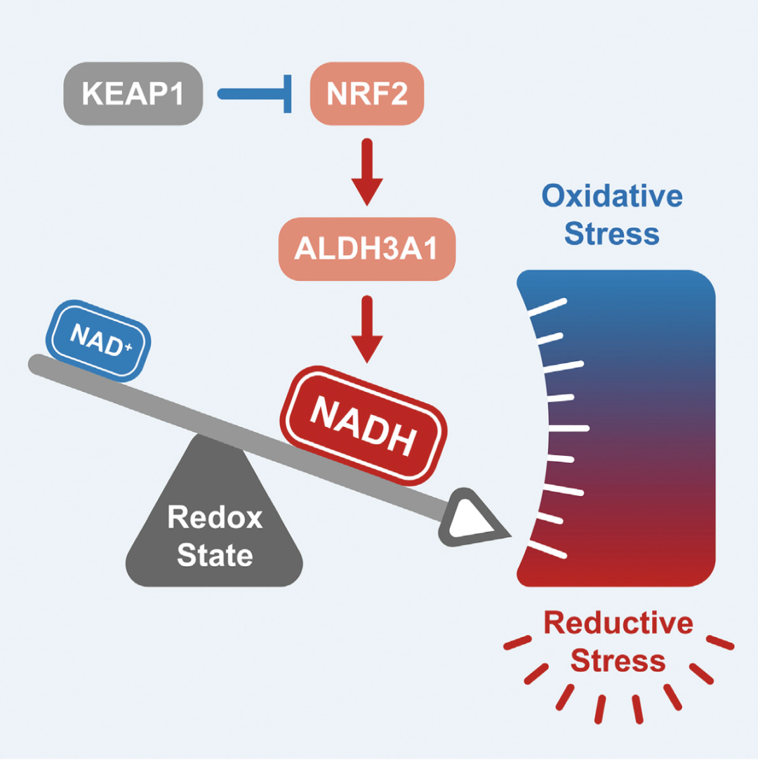 Cell Metabolism丨NRF2 激活诱导 NADH 还原应激，为肺癌提供代谢脆弱性 - 知乎