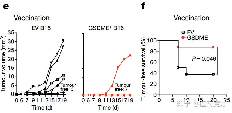 癌症免疫疗法新靶点Gasdermin E：让“冷”肿瘤变“热” - 知乎