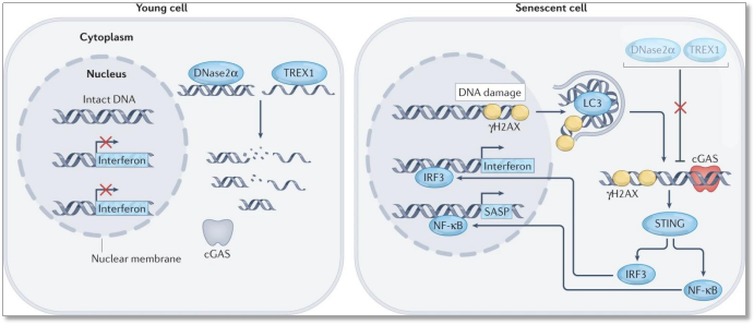 Nat Rev Immunol 综述 | 浙江大学医学院赵阳等评述衰老相关炎症中的DNA损伤和修复 - 知乎
