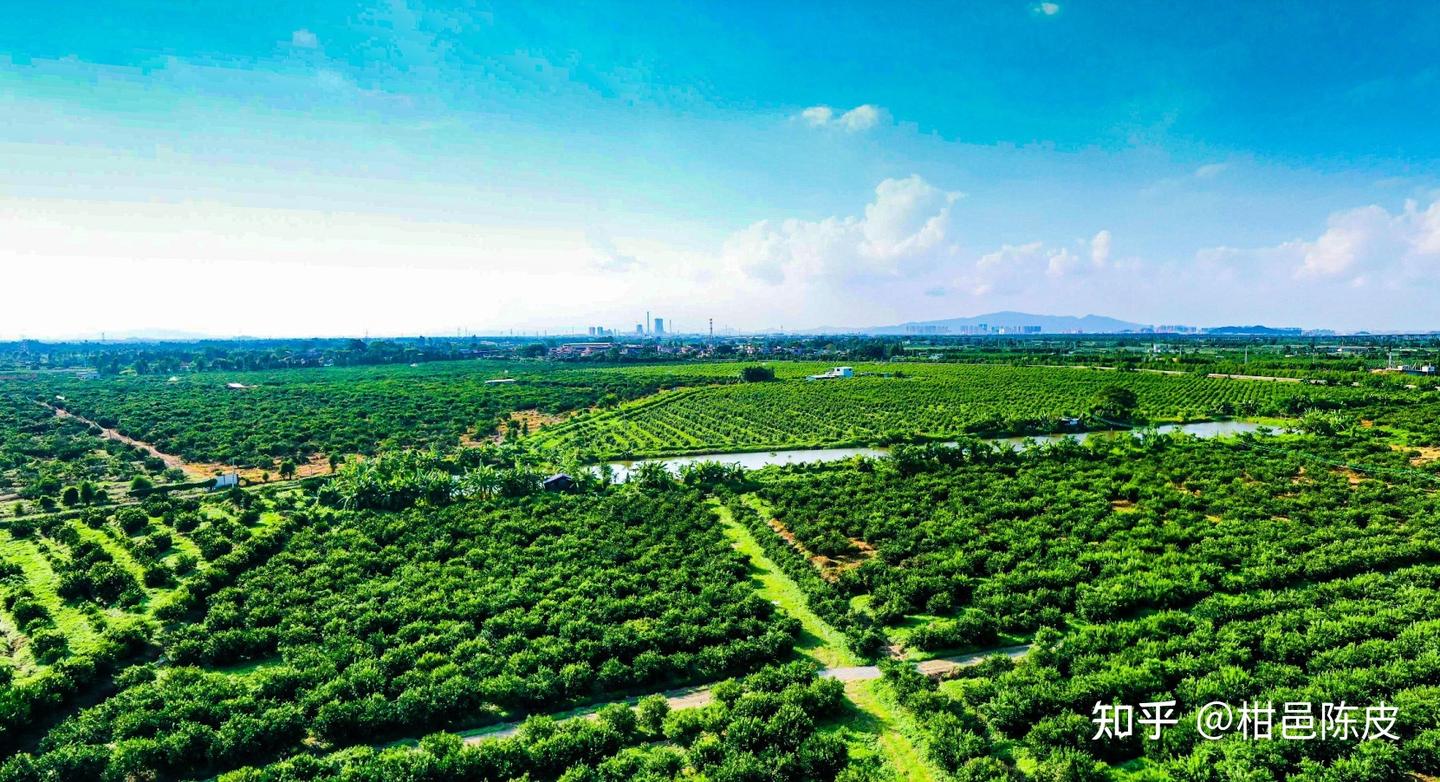 新会陈皮如何乘上“一带一路”的快车？ - 知乎