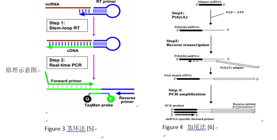 生物分析 | qPCR技术在寡核苷酸药物生物分析中的应用及典型案例分享 - 知乎
