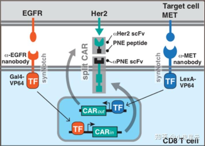 Science: CAR-T细胞逻辑门的实现-synNotch - 知乎