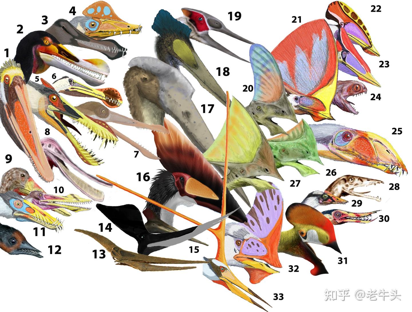 翼龙的飞行能力是如何演化而来的？ - 知乎