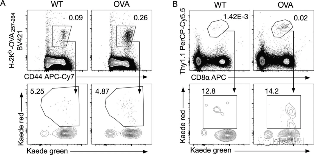 Nat Immu | 限制T细胞从肿瘤中逃逸，改进黑色素瘤免疫疗法 - 知乎