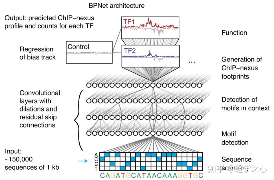 Nat Rev Genet | 如果DNA序列能“说话”？深度学习S2E（序列2表达）模型正在听懂基因组的调控秘密！ - 知乎