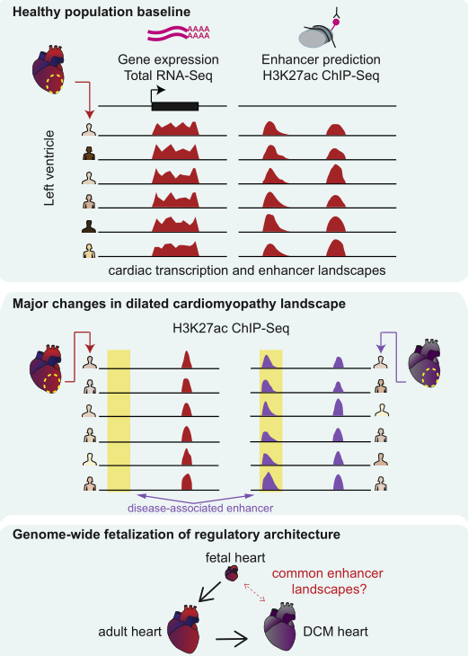 组蛋白ChIP-seq研究思路及应用案例分享 - 知乎