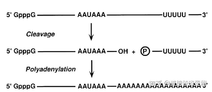 蛋白表达中常用的PolyA信号及其作用你了解吗？？ - 知乎