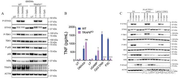 期刊高引论文专栏-Cell Reports | 免疫细胞cGAS/STING信号通路的重定义 - 知乎