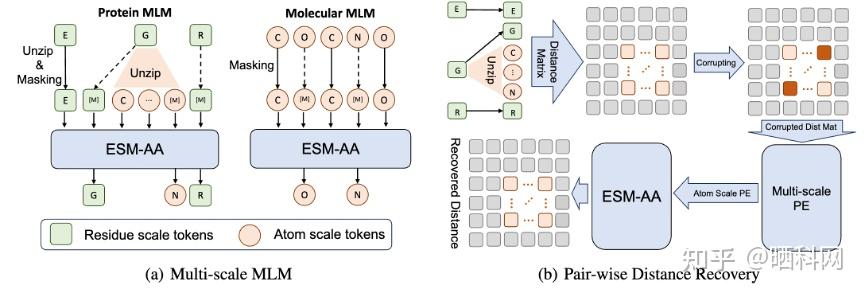清华AIR等提出ESM-AA，首个从氨基酸到原子尺度的蛋白质语言模型 - 知乎