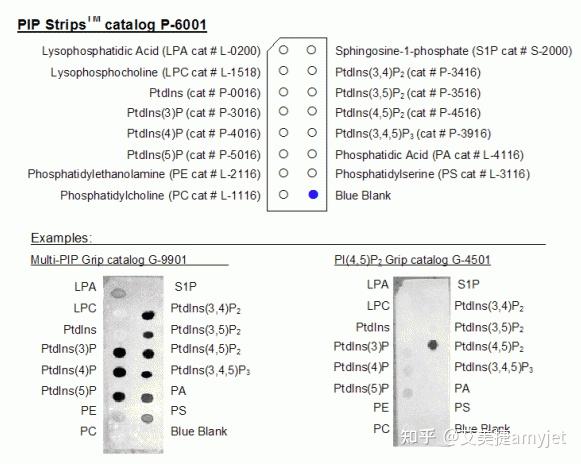 Echelon“PIP Strips”详细方案 - 知乎