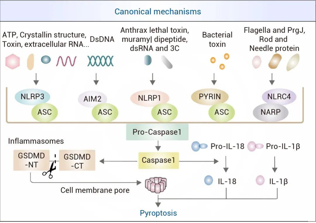 细胞焦亡——细胞的第 N 种死法 | MedChemExpress (MCE) - 知乎