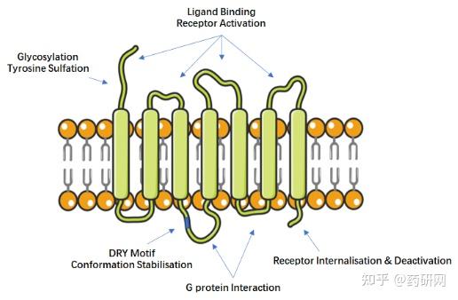 CCR8迎进展：百济、安进相继启动临床 - 知乎