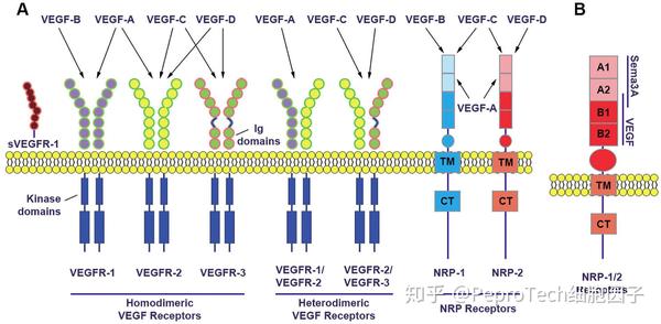VEGF家族！ - 知乎
