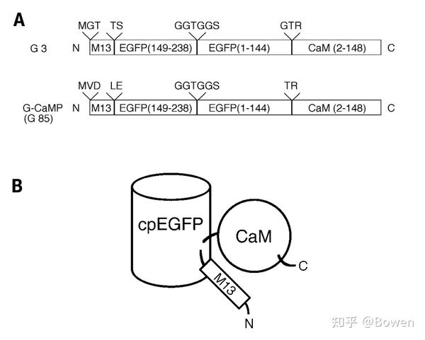 基于cpEGFP的探针技术开发 - 知乎