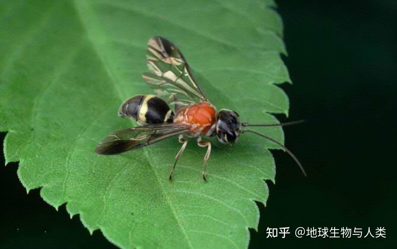 【动物界全系列】寄生蜂下目—小蜂总科 - 知乎