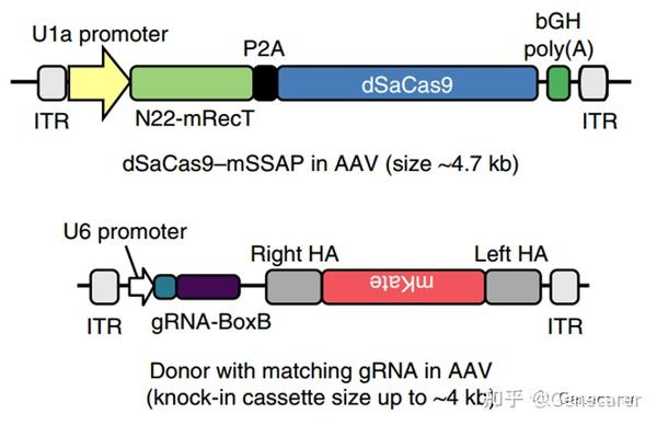 无切割基因敲入系统：dCas9-SSAP，主打一个Cleavage-Free！ - 知乎