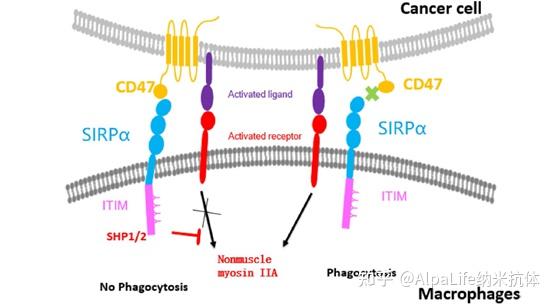 CD47抗体开发技术路线汇总&分析 - 知乎