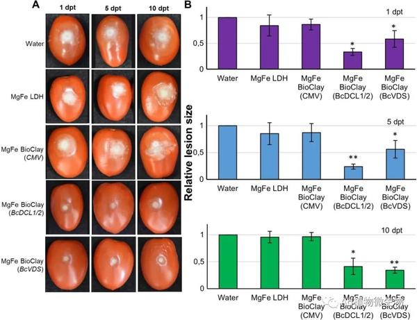 JIPB | 金海翎团队研究揭示延长作物对病原菌抗性的RNA干扰方法！ - 知乎