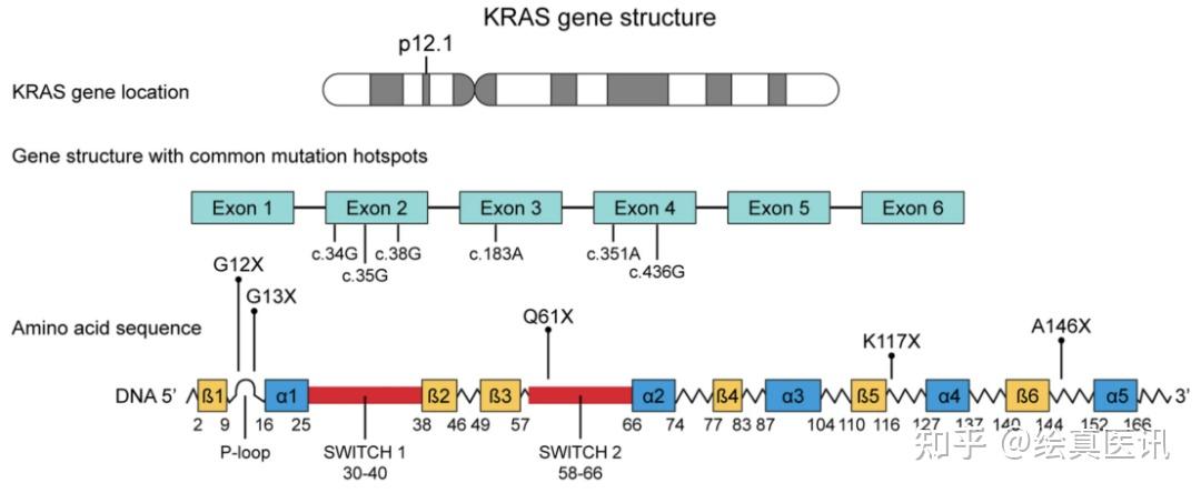 KRAS G12C共突变非小细胞肺癌多亚组疗效分析研究，索托雷塞表现优异！ - 知乎