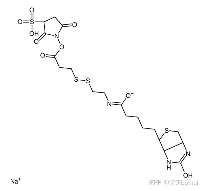 325143-98-4，磺基-琥珀酰亚胺-双硫-生物素，Sulfo-NHS-SS-Biotin - 知乎