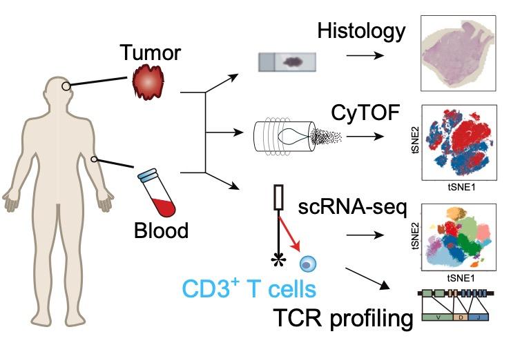 Cancer Cell: 质谱流式技术联合多组学助力发掘脑胶质瘤联合免疫治疗策略 - 知乎