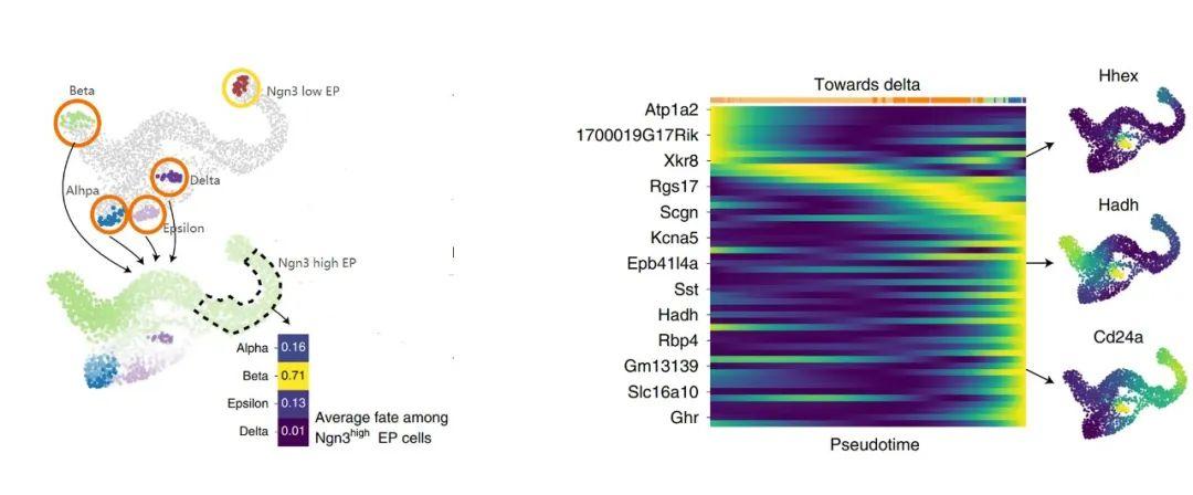 博奥课堂丨细胞发育轨迹分析和命运预测舞台的新秀-CellRank - 知乎