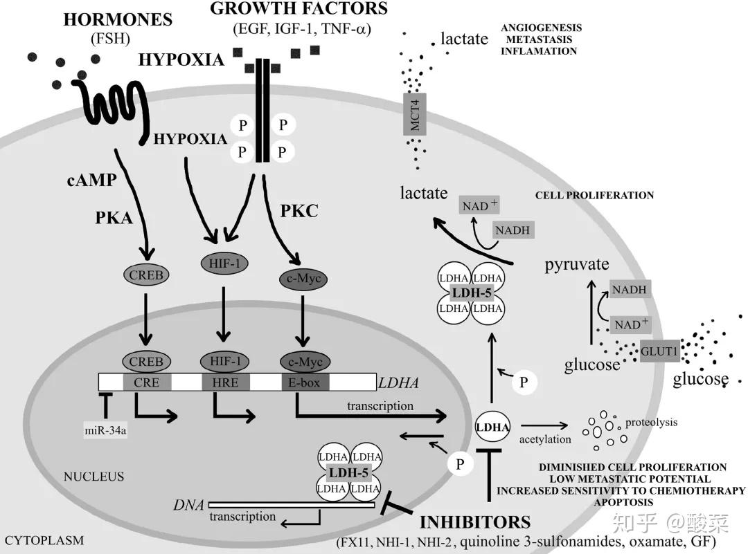 听说LDH可是肿瘤面前的“红人”，你不懂它，怎么攻克肿瘤？ - 知乎