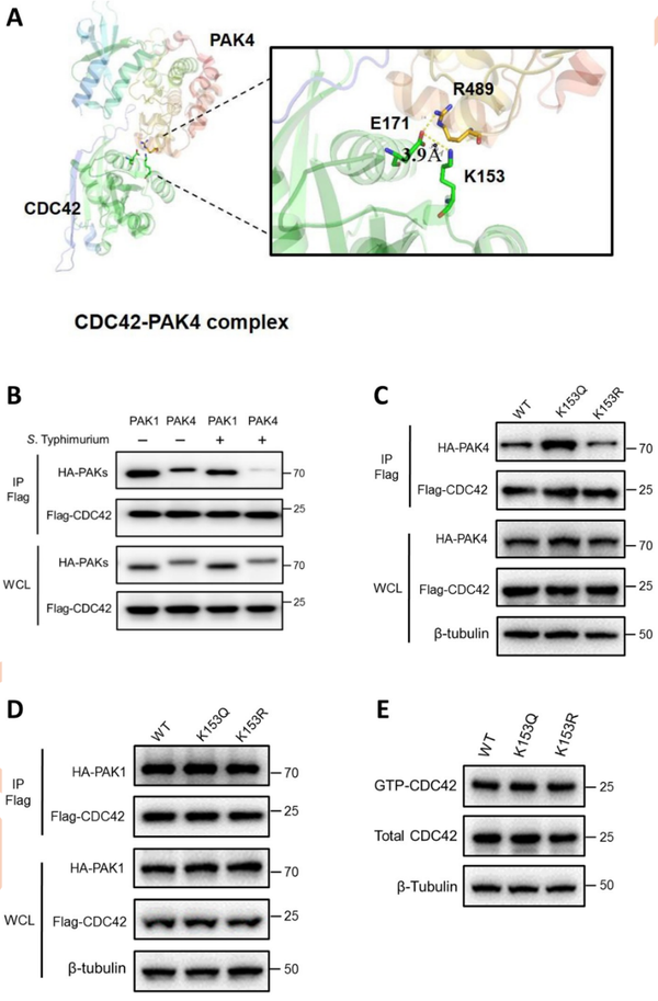 PLoS Pathog︱上海交通大学姚玉峰/卢捷课题组合作发现病原菌可通过调节宿主CDC42乙酰化修饰促进结直肠癌发生发展 - 知乎