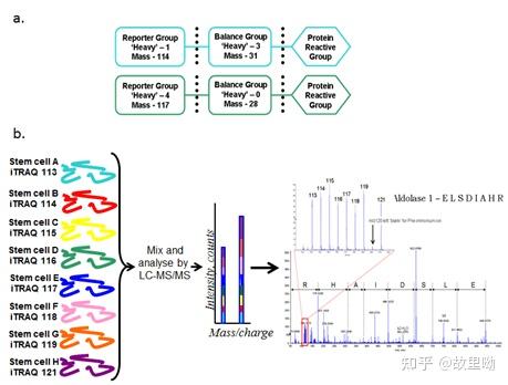 iTRAQ技术背景及原理 - 知乎