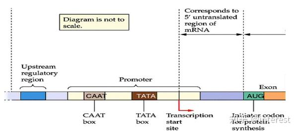 分子生物学笔记 2020.6 - 知乎