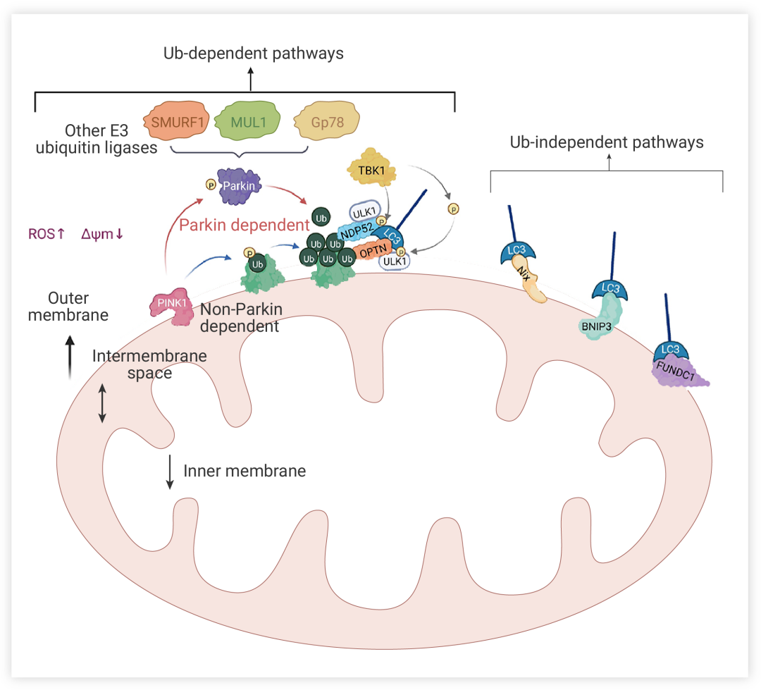 超详细 | 线粒体自噬机制及检测方法大汇总 - 知乎