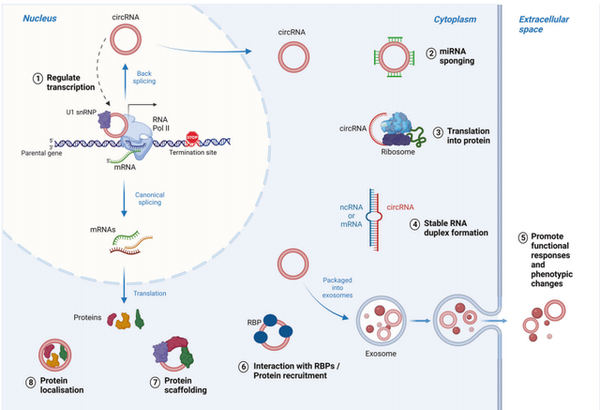 《Oncogene》: 一文说透环状RNA在癌症中的现状和未来 - 知乎