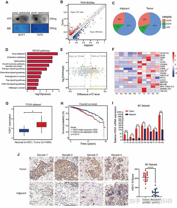 易基因：NSUN2/YBX1介导m5C甲基化增强HGH1 mRNA稳定性以促进肿瘤进展 | 科研速递 - 深圳市易基因科技 - 博客园