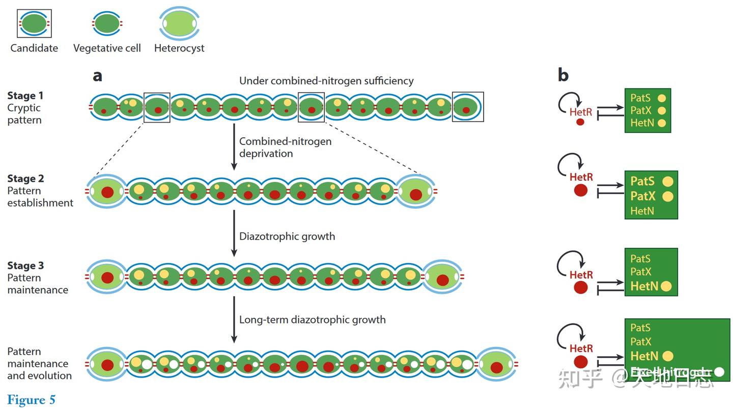 文献：The Making of a Heterocyst in Cyanobacteria（review） - 知乎